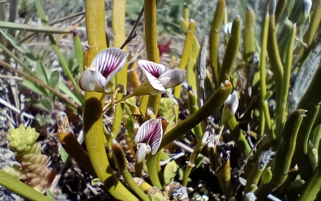Carmichaelia vexillata in November 2022 by John Barkla. Locally common ...