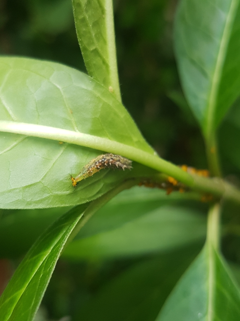 Typical Hover Flies from Béccar, Provincia de Buenos Aires, Argentina ...