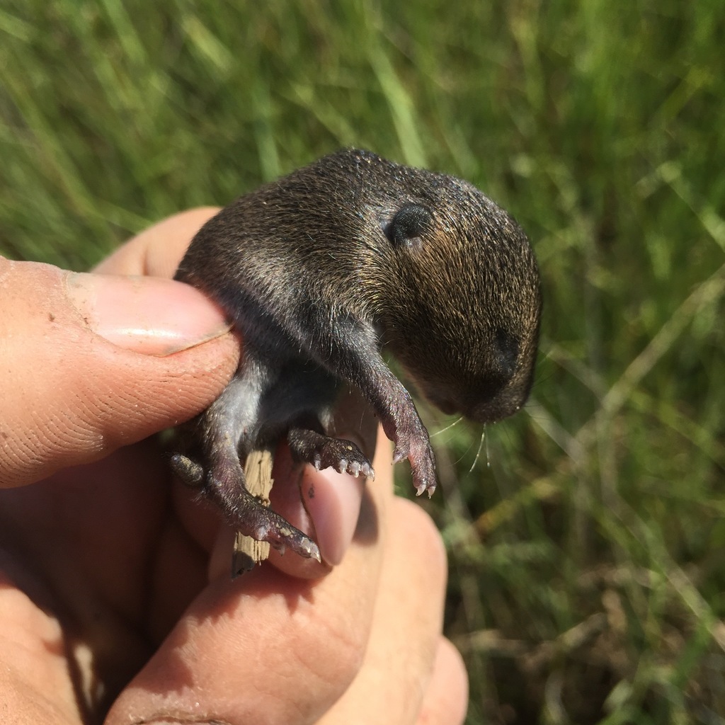 Marsh Rice Rat from Georgetown County, SC, USA on May 24, 2015 at 10:18 ...