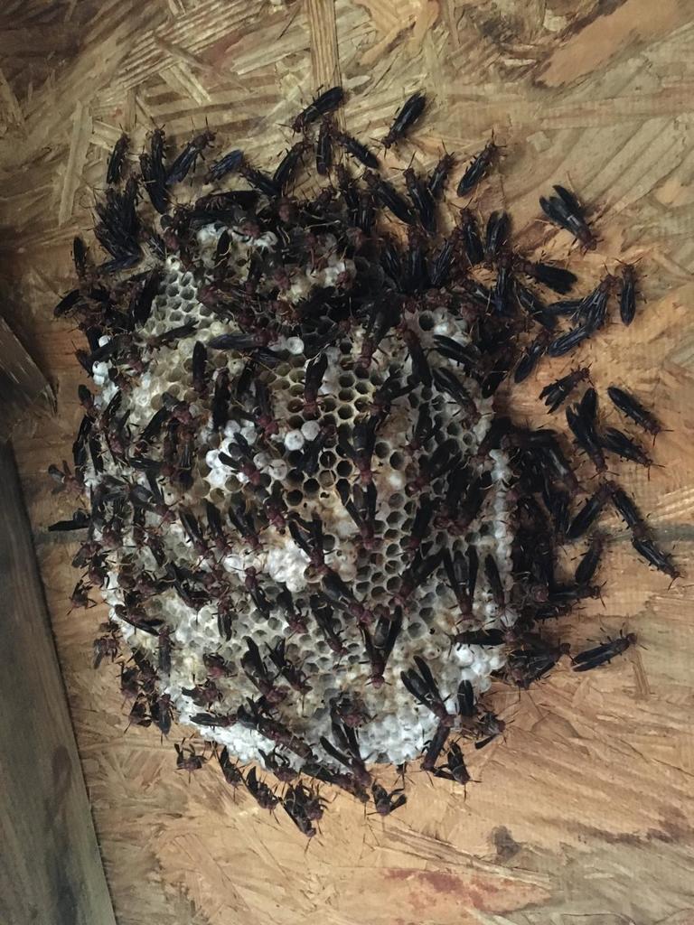 Ringed Paper Wasp in September 2018 by Jessie. Anyone know what type of ...