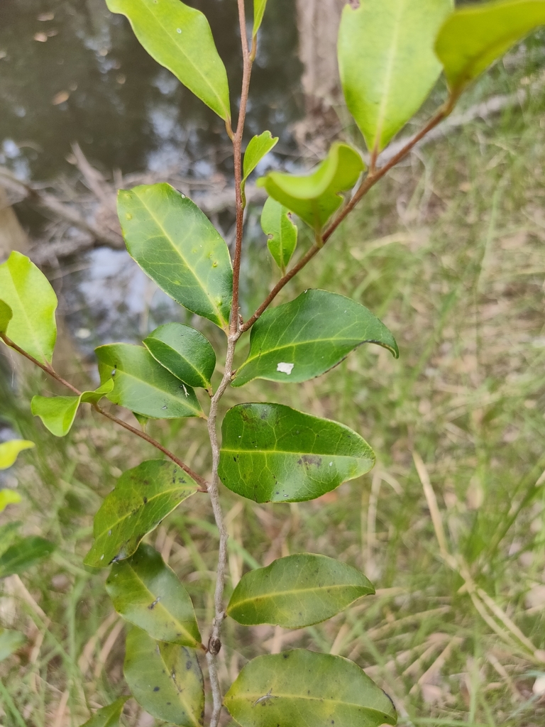 scaly ebony from Gootchie QLD 4650, Australia on November 24, 2022 at ...