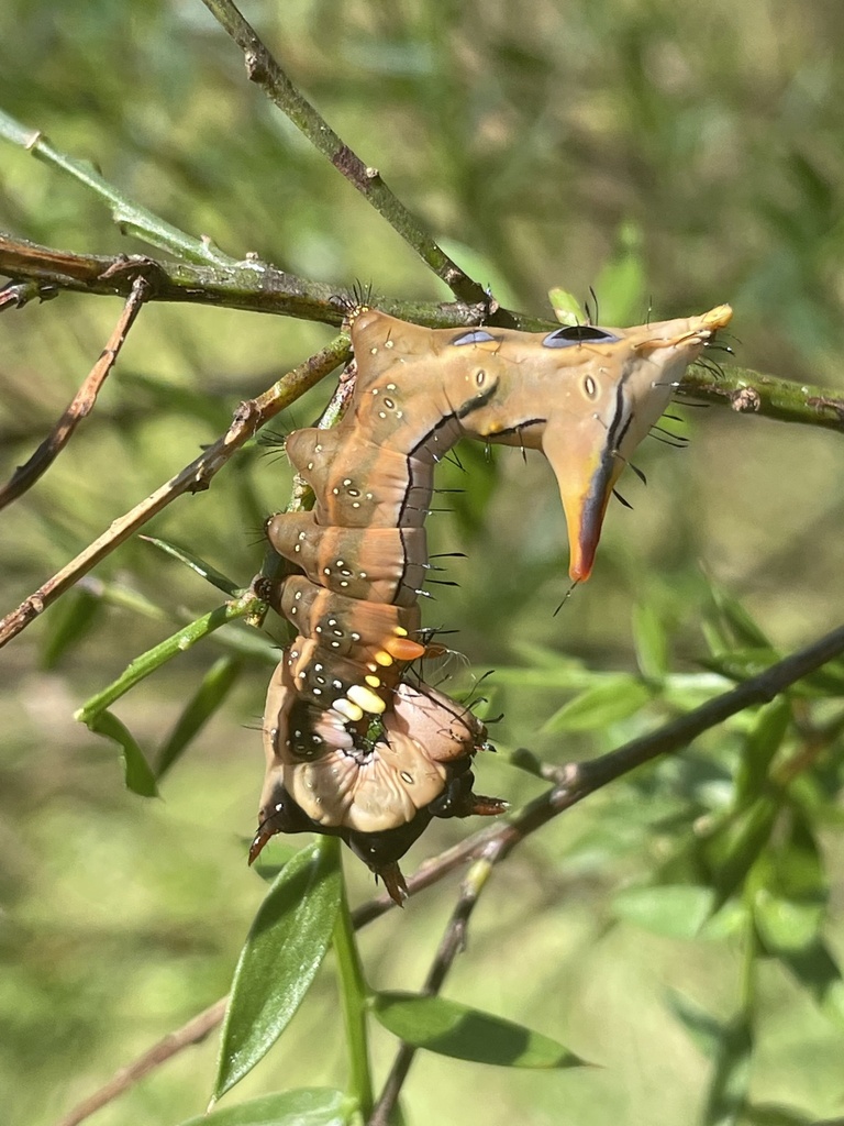 Neola semiaurata from Windsor Downs Nature Reserve, Windsor Downs, NSW, AU on November 24, 2022 ...
