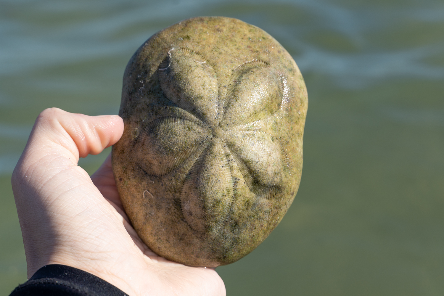 Clypeaster rosaceus (Linnaeus, 1758)