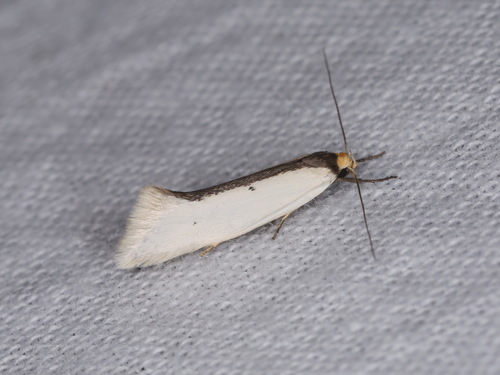 Ocystola chionea · iNaturalist