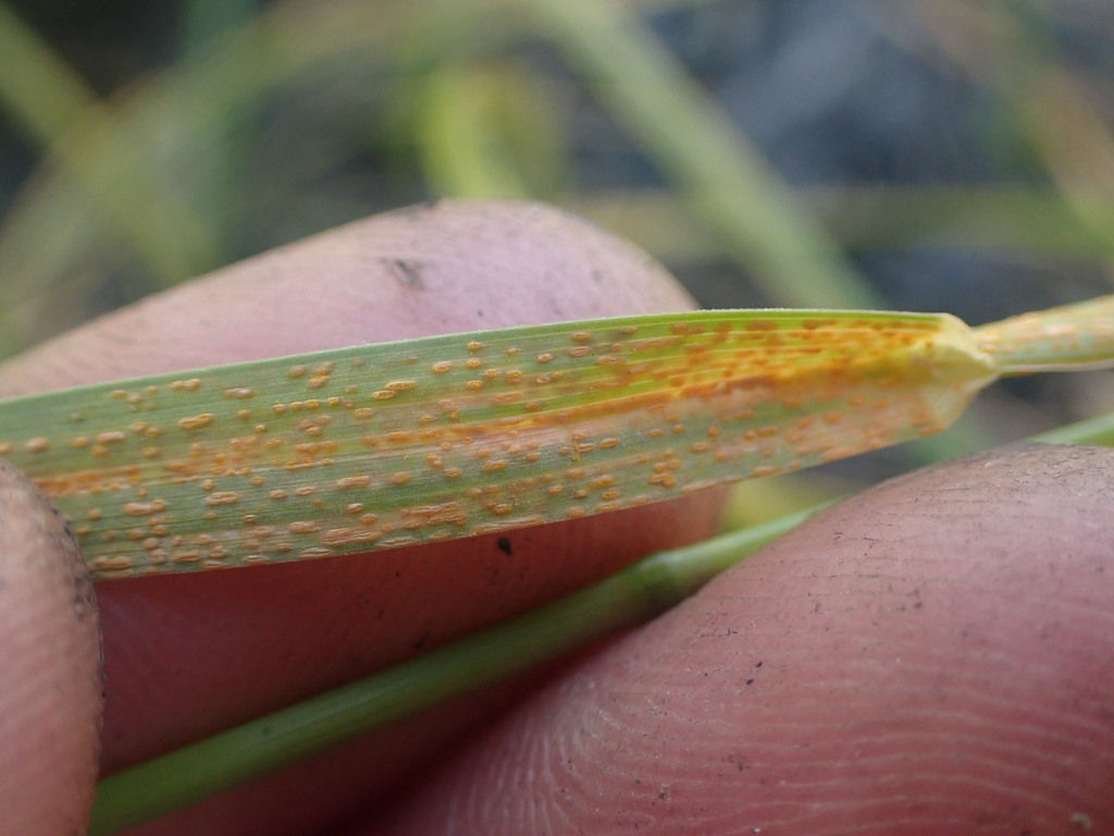 rust fungi from Hei Hei, Christchurch 8042, New Zealand on November 13 ...