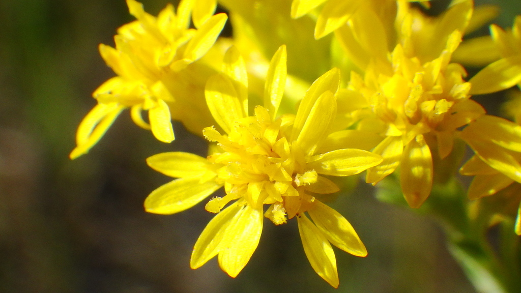 field goldenrod from AB: North Bruderheim PRA on September 1, 2022 at ...