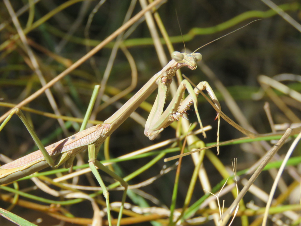 Australian Stick Mantis from Wallaroo National Park, East Seaham, NSW ...