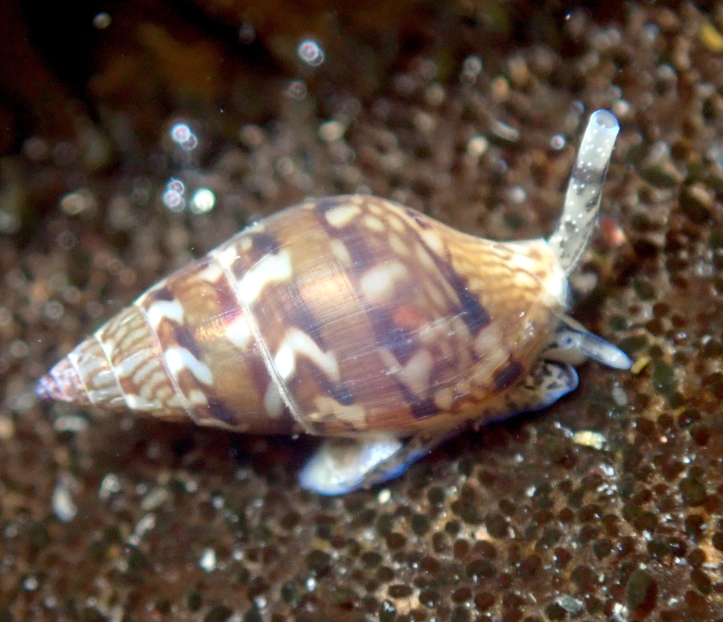 Carinate Dovesnail (China Cove Organisms) · iNaturalist