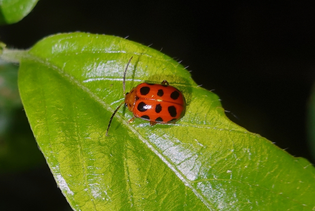 Sphenoraia nebulosa from 香港香港仔 on July 09, 2021 at 09:35 PM by Goofy Ko ...