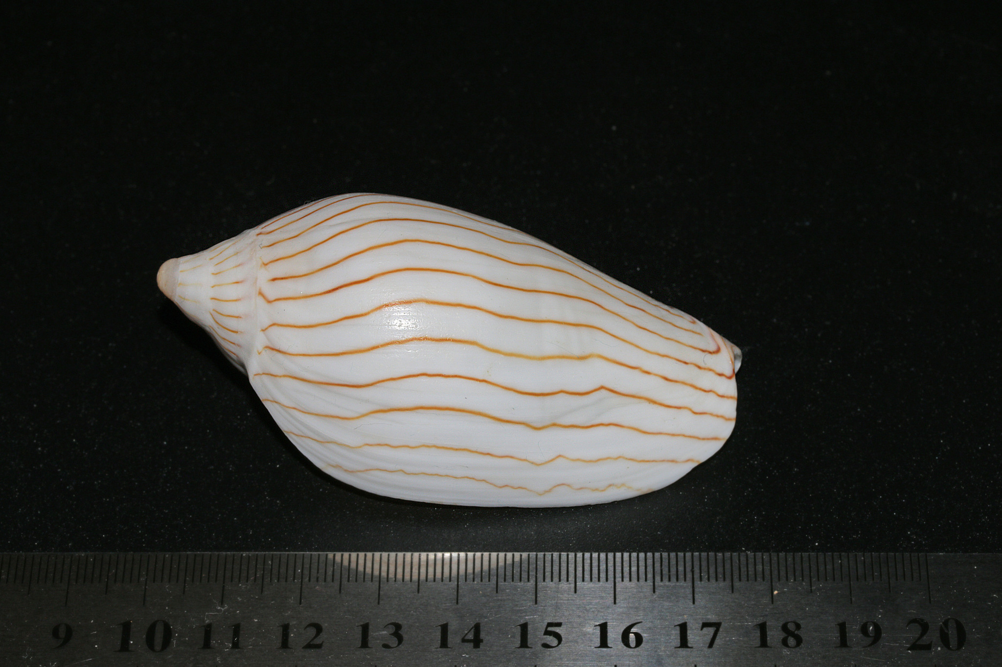 Amoria ellioti (G.B.Sowerby II, 1864)