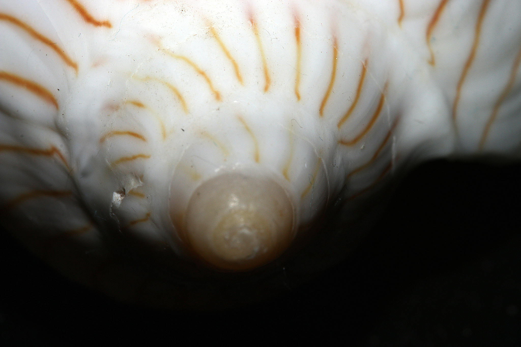 Amoria ellioti (G.B.Sowerby II, 1864)