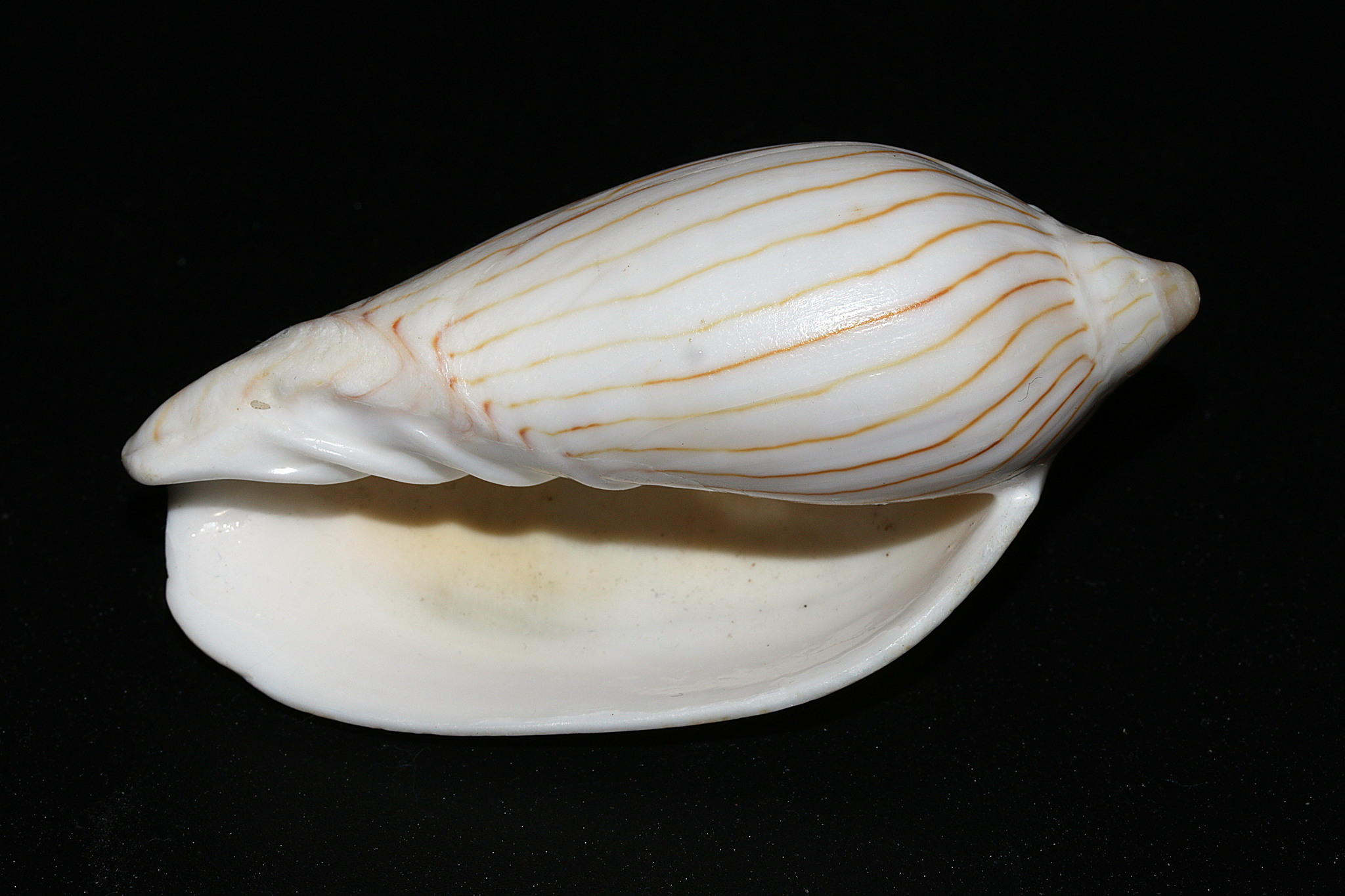 Amoria ellioti (G.B.Sowerby II, 1864)