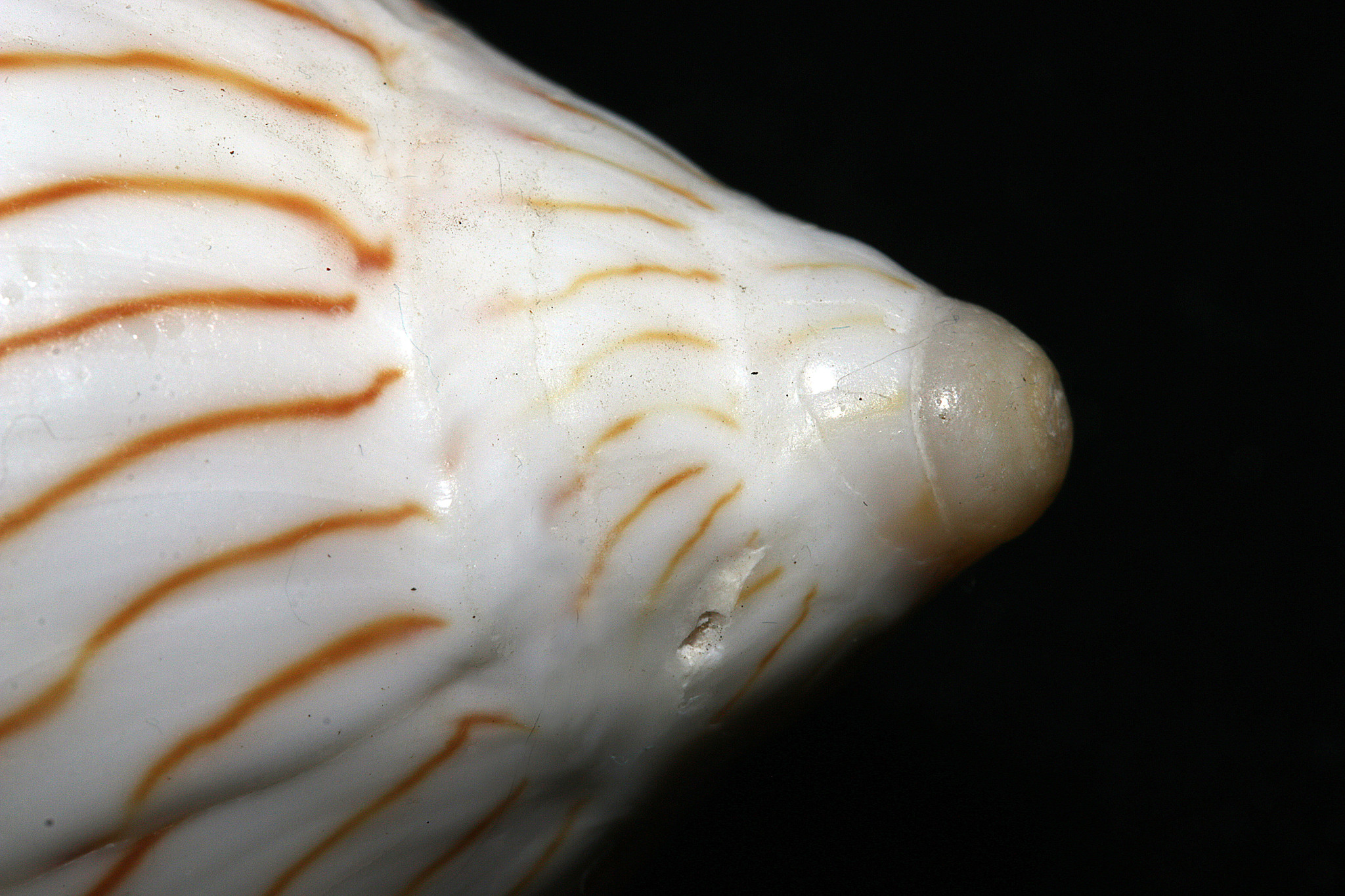 Amoria ellioti (G.B.Sowerby II, 1864)