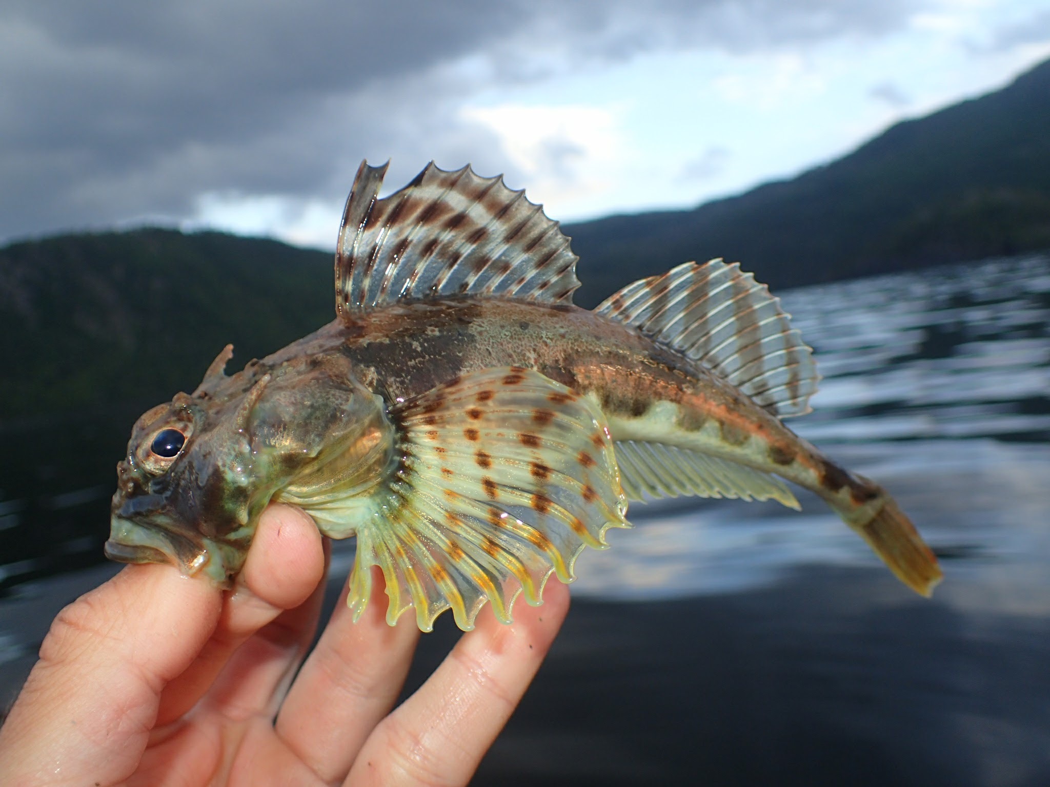 Gymnocanthus tricuspis (Reinhardt, 1830)