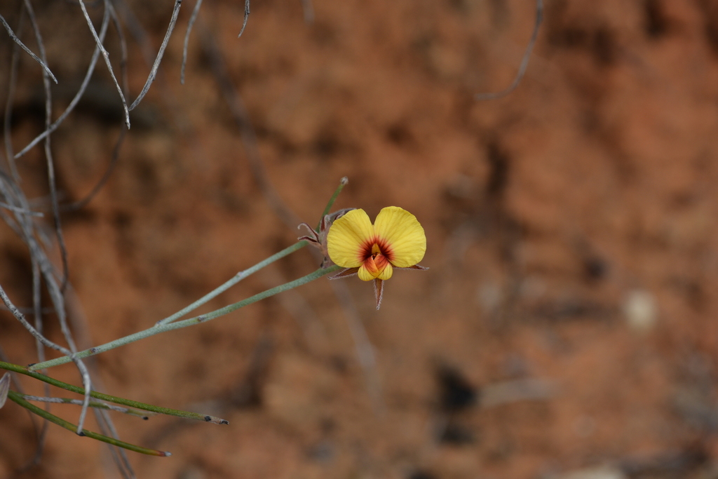 (Jacksonia restioides) - Botanical Realm
