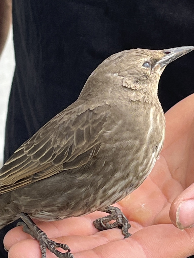 European Starling from Sandy Point Rd, Somers, VIC, AU on November 24 ...