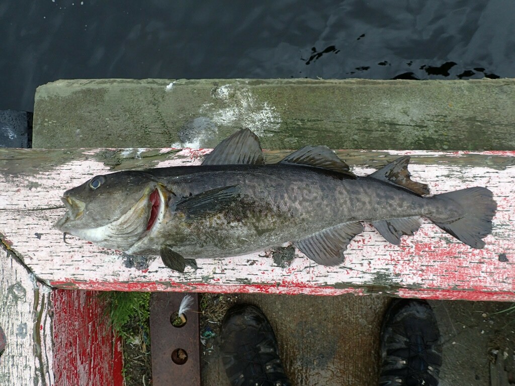 Greenland Cod (Gadus ogac) - Marine Life Identification