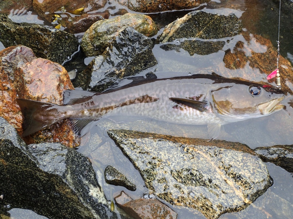 Greenland Cod (Gadus ogac) - Marine Life Identification