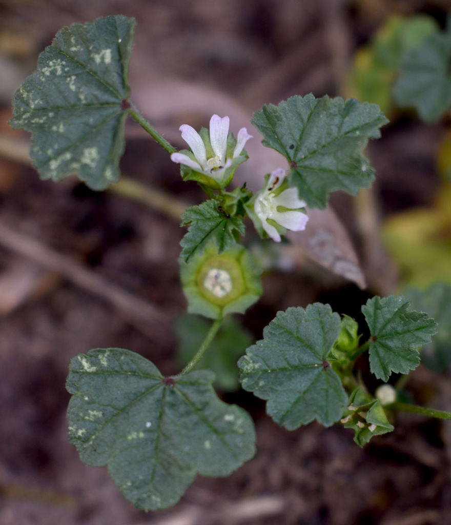 cheeseweed mallow from Emerald QLD 4720, Australia on September 24 ...