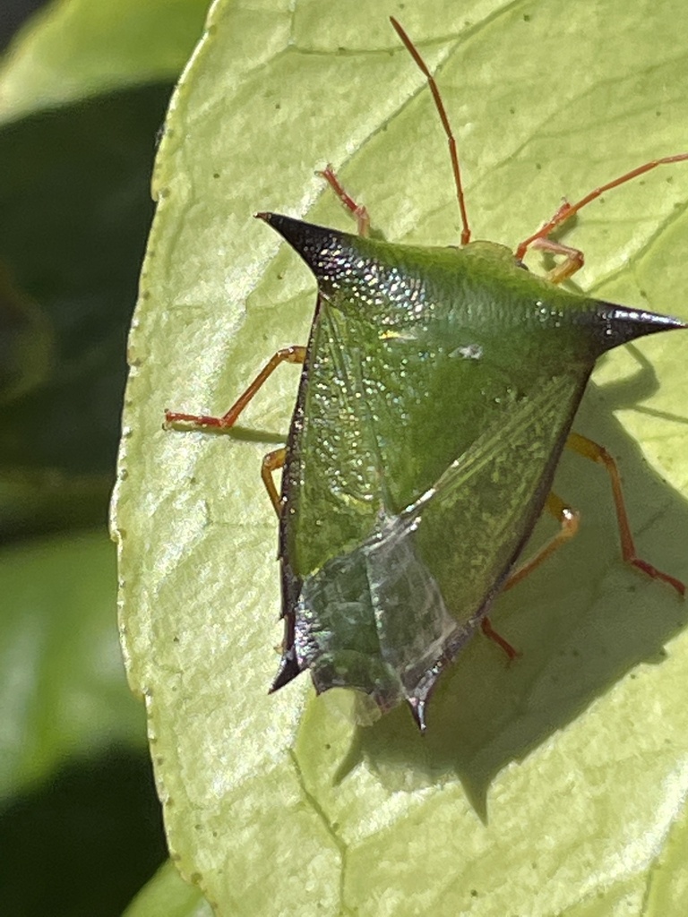 Vitellus rufolineus from Samaria Rd, Benalla, VIC, AU on November 24 ...