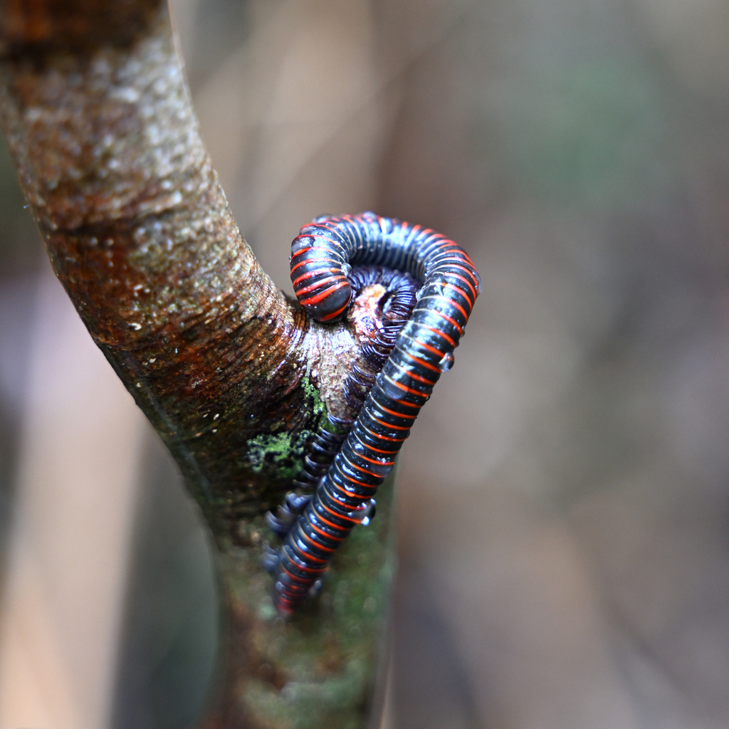 Spirobolus akamma from Tonoshiro, Ishigaki, Okinawa 907-0004, Japan on ...