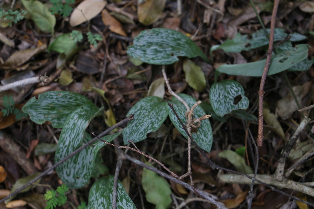 Sand Ghost Orchid from eNkovukeni, South Africa on November 08, 2019 at ...