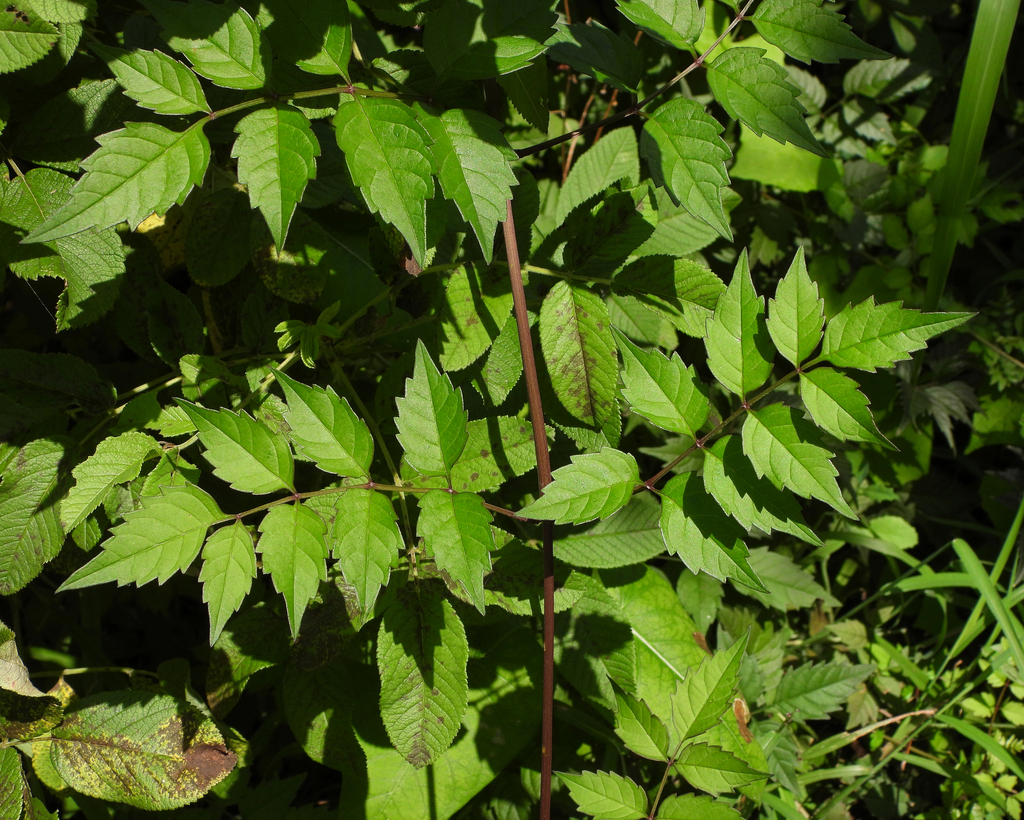 Chinese trumpet vine from Huangdao, Qingdao, Shandong, China on August ...