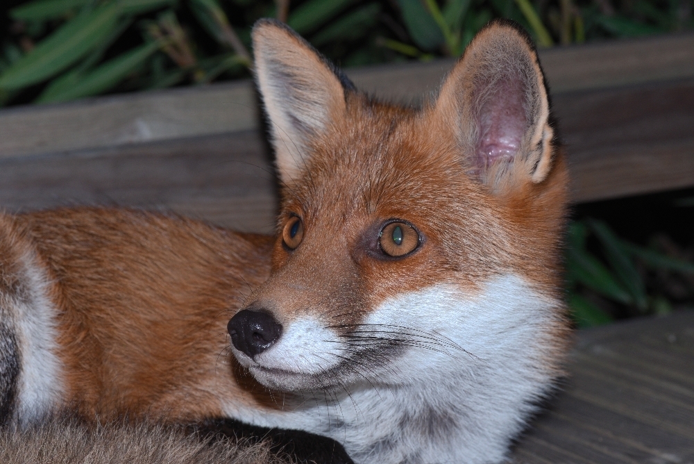 Sardinian Red Fox (Vulpes vulpes ichnusae) - Know Your Mammals