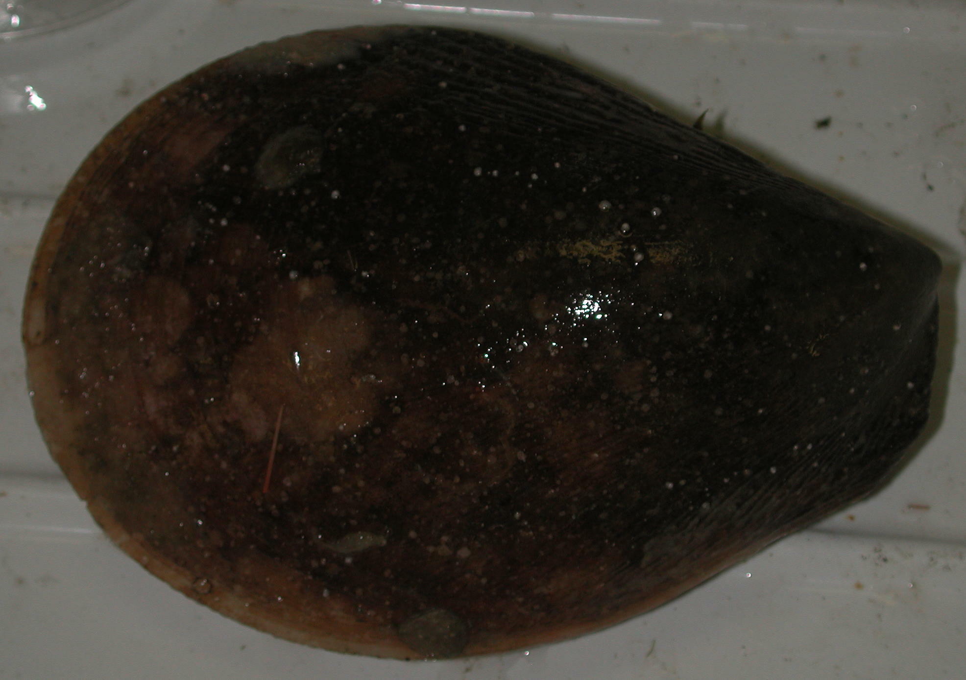 Acesta excavata (Fabricius, 1779)