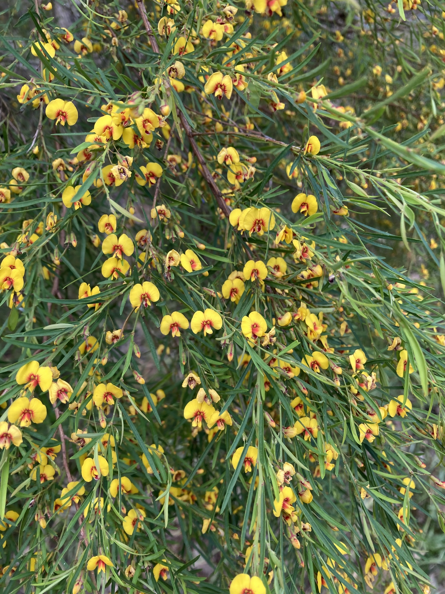 Bossiaea linophylla R.Br.