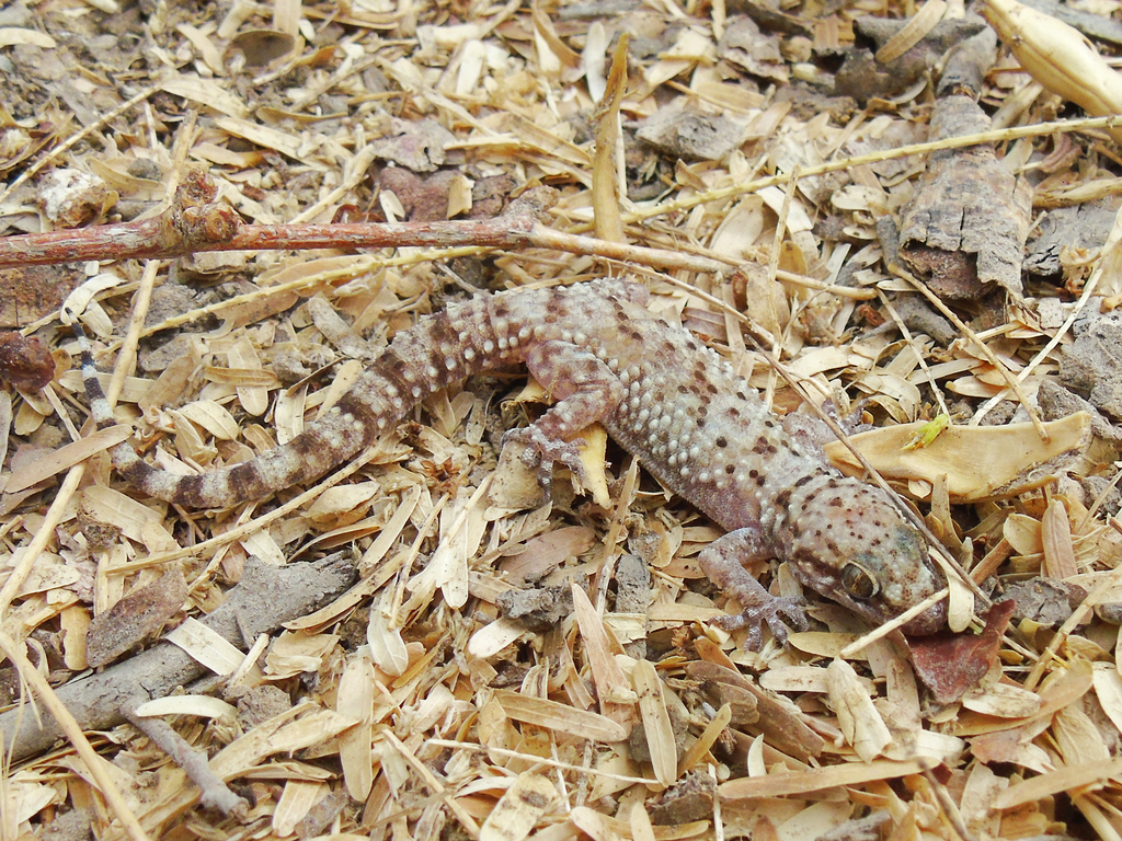 West Arabian Half-toed Gecko from Aqaba, Jordan on November 24, 2022 at ...