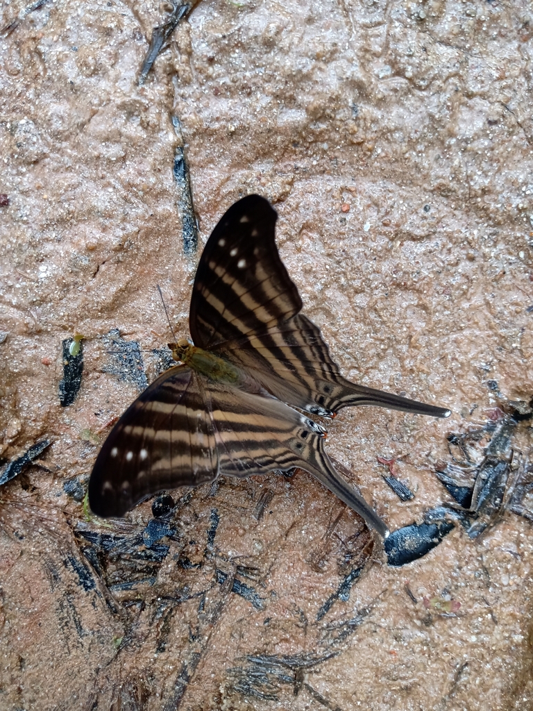 Many-banded Daggerwing from Alta Floresta on October 22, 2022 at 03:08 ...