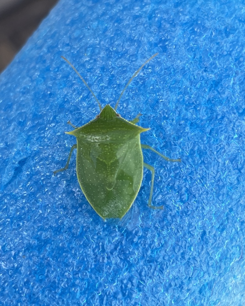 Loxa viridis from Bonaire, BQ on November 24, 2022 at 10:55 AM by ...
