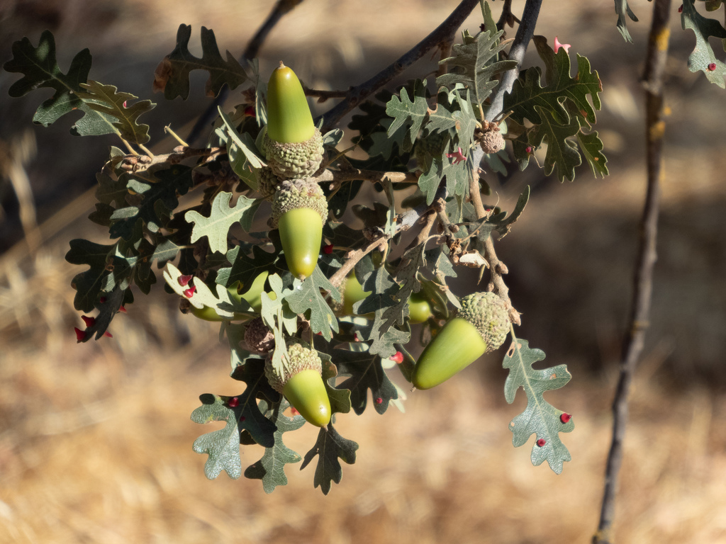 valley oak (Quercus lobata) - Botanical Realm
