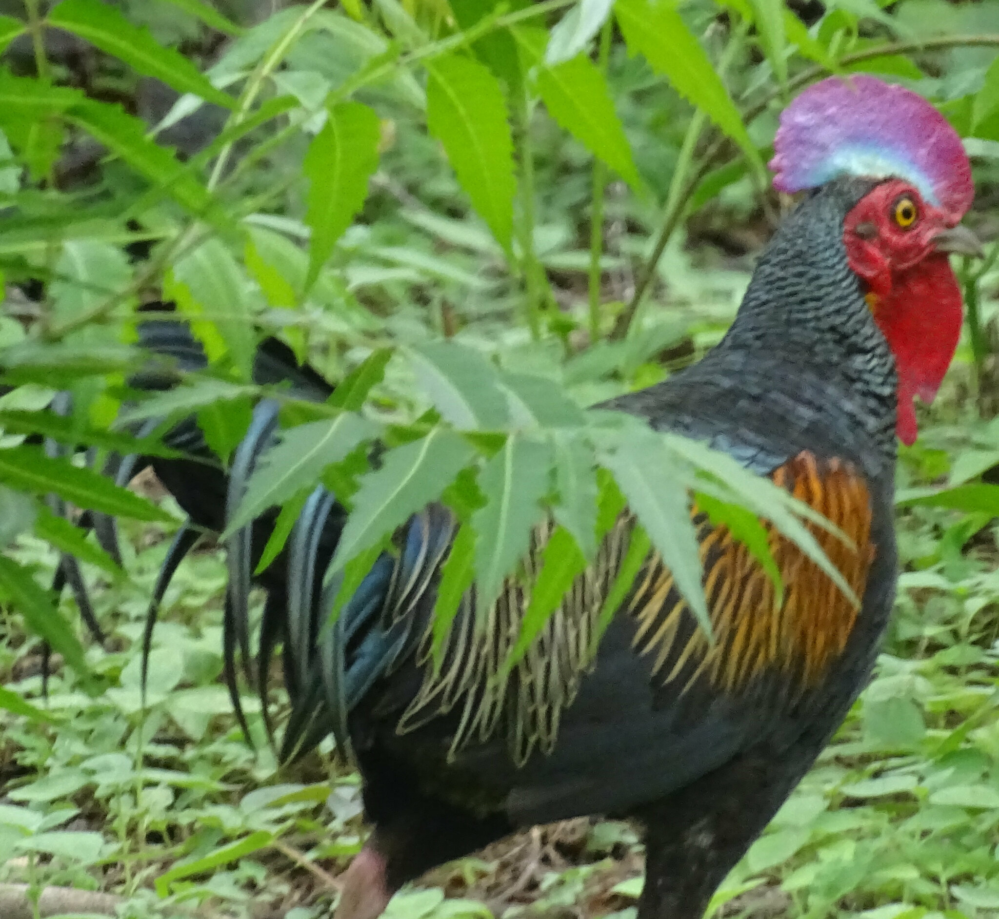 Gallus varius (Shaw, 1798)