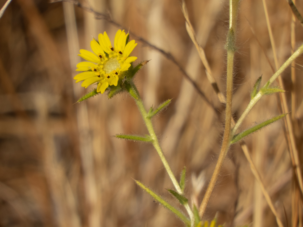 Common Spikeweed in September 2018 by Kyle Nessen · iNaturalist