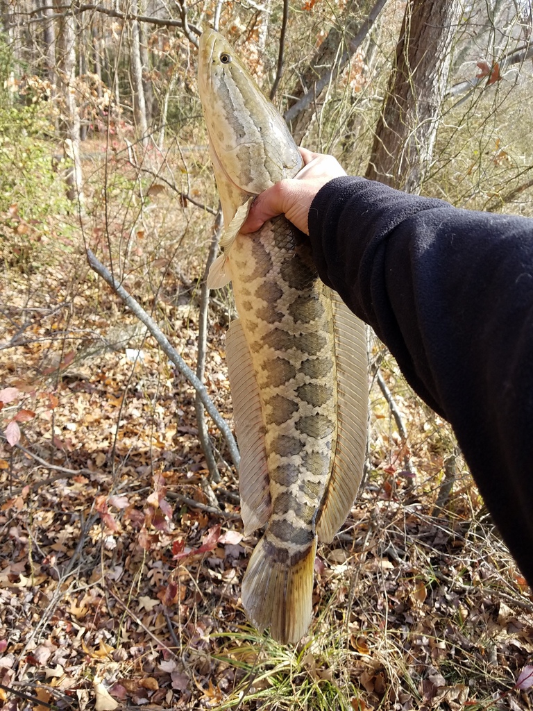 Northern Snakehead from Northumberland County, VA, USA on December 4 ...