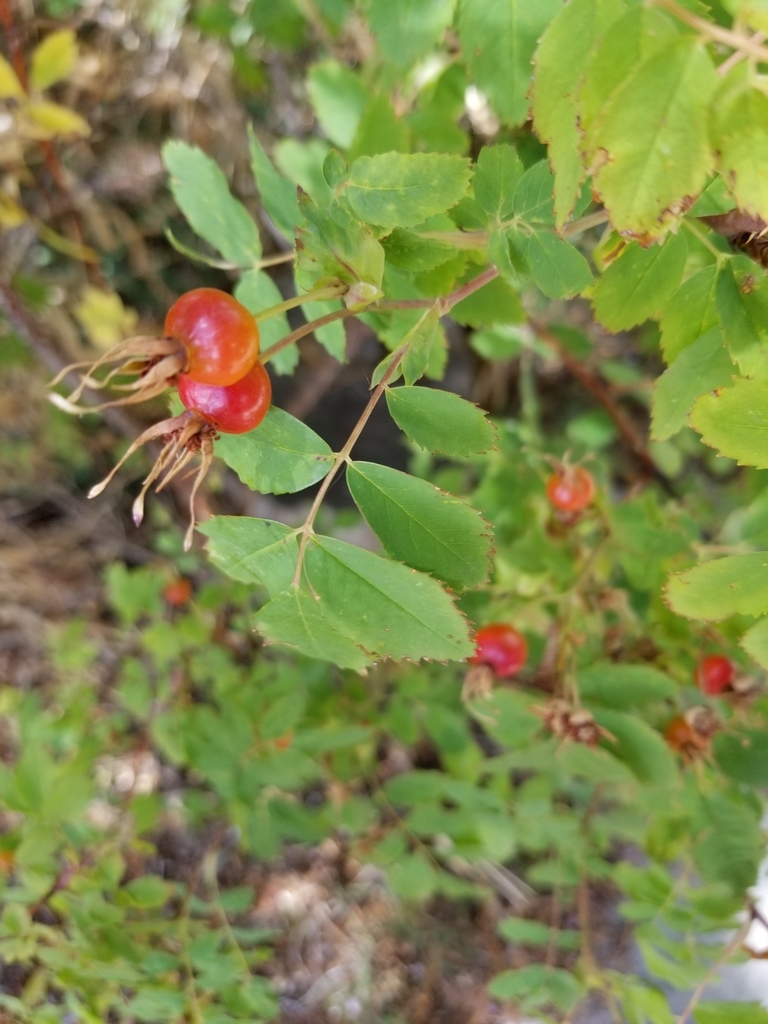 Woods' rose from Mesa Verde National Park, Montezuma County, US-CO, US ...