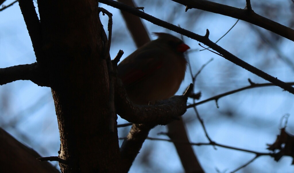Northern Cardinal from Windsor, CT, USA on November 23, 2022 at 11:19 ...