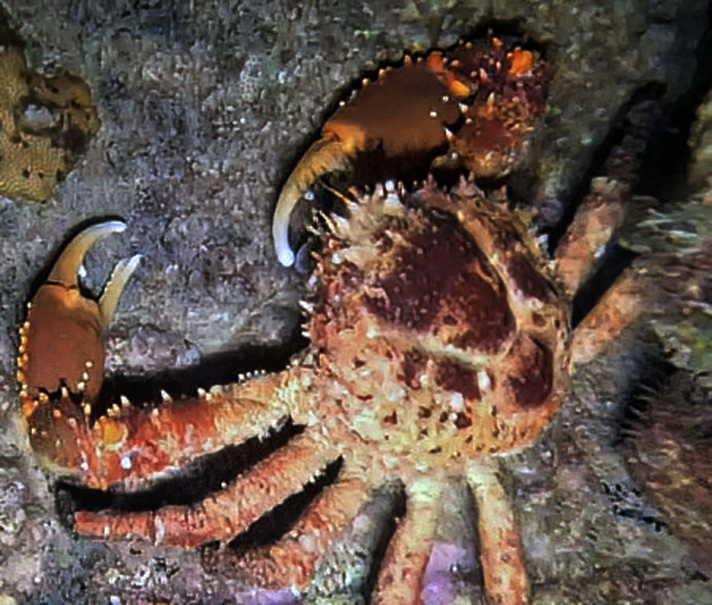 West Indian spider crab on November 17, 2022 at 11:54 AM by Jamie ...
