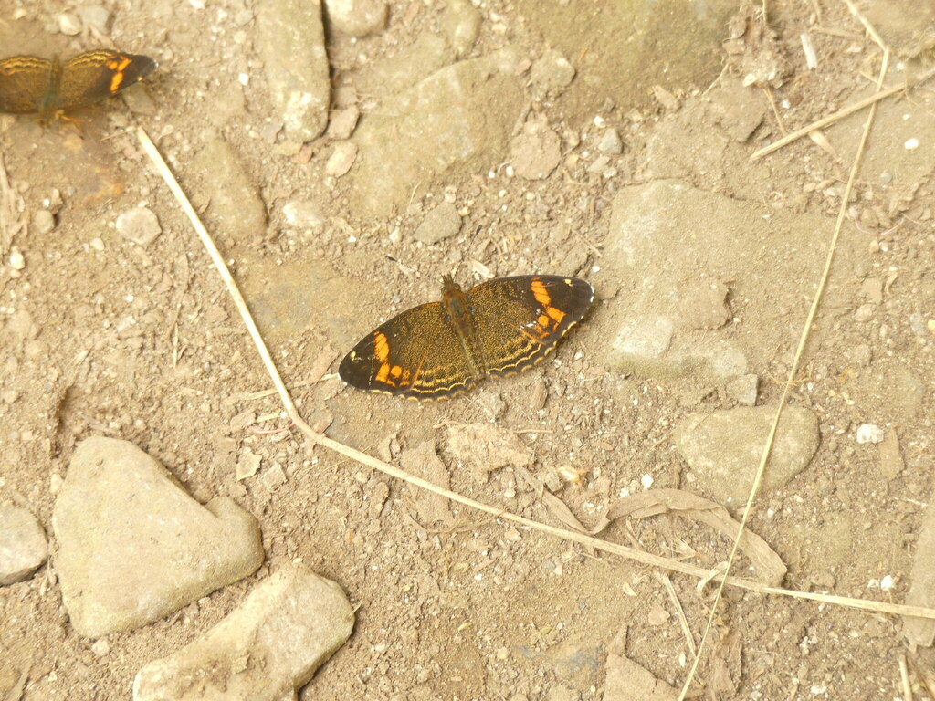 Telenassa delphia from Reserva Zuñag on November 21, 2022 at 11:40 AM ...