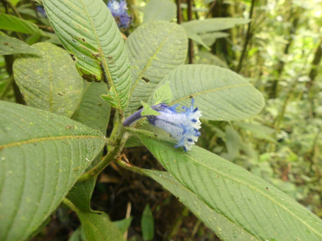 Palicourea cornigera in November 2022 by Holger Beck · iNaturalist