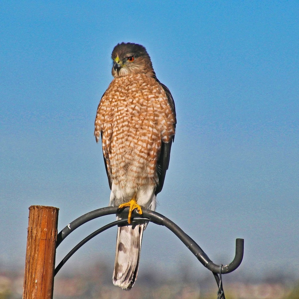 Cooper's Hawk from Allied Gardens, San Diego, CA, USA on November 08 ...