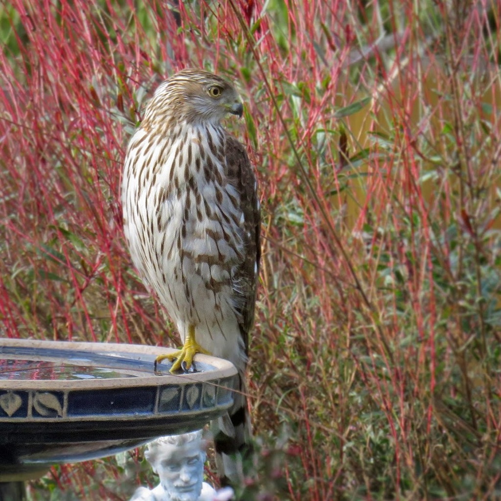 Cooper's Hawk from Allied Gardens, San Diego, CA, USA on November 08 ...