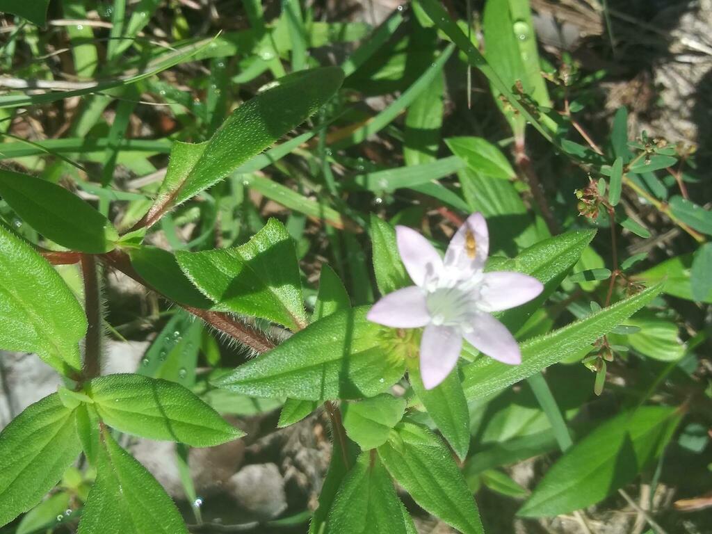 largeflower Mexican clover from Coral Way, Miami, FL, USA on October 2 ...
