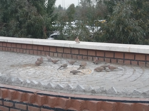 Iranian Laughing Dove (Subspecies Spilopelia senegalensis cambayensis ...