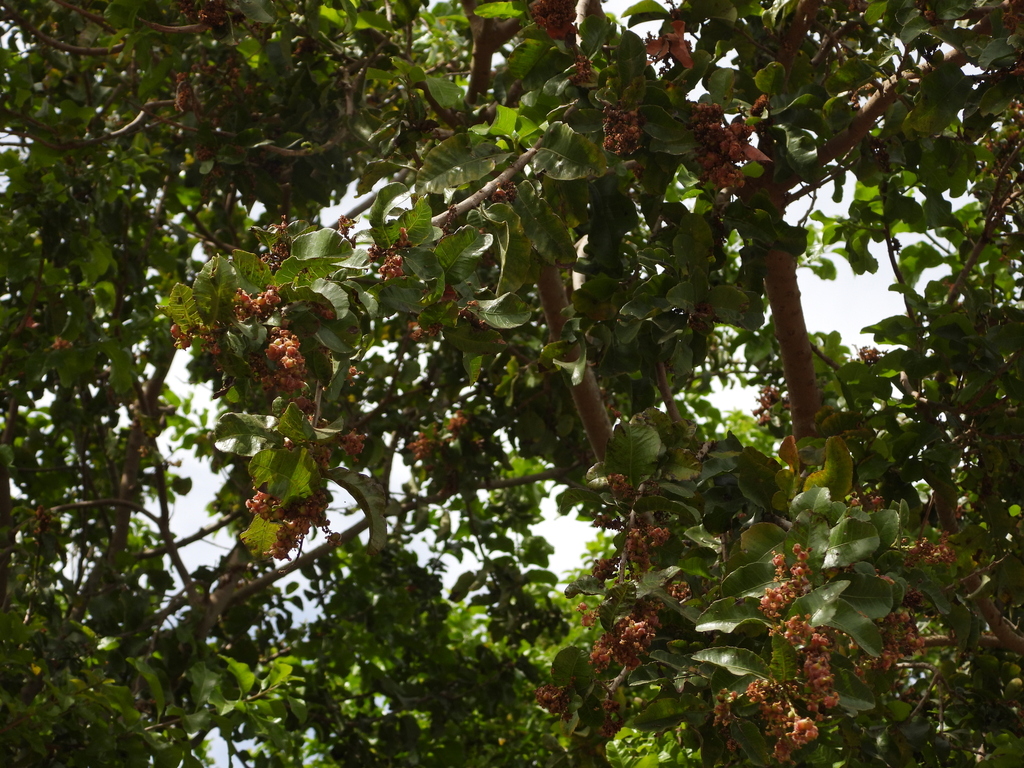 chilean pepper tree from Las Cruces, El Tabo, Valparaíso, Chile on ...