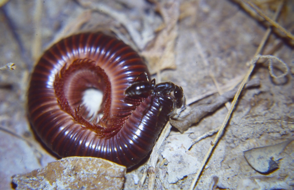 Archispirostreptus tumuliporus from Bounkani, Elfenbeinküste on March 2 ...