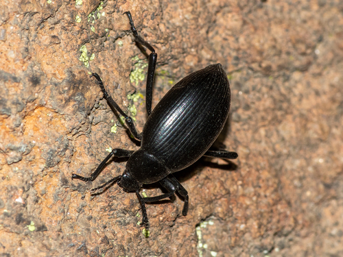 Pinacate echa pedos (Eleodes spinipes subsp. spinipes)