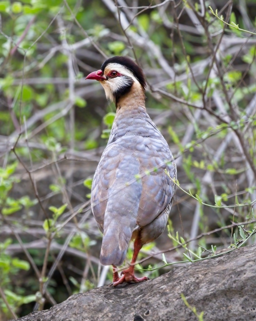 Arabian Partridge (Alectoris melanocephala) - Avian Discovery